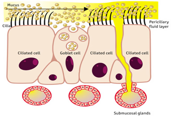 기침 과 가래 급성 기관지염 만성 기관지염 비타민 D 정보센터all About Vitamin D You Should Know